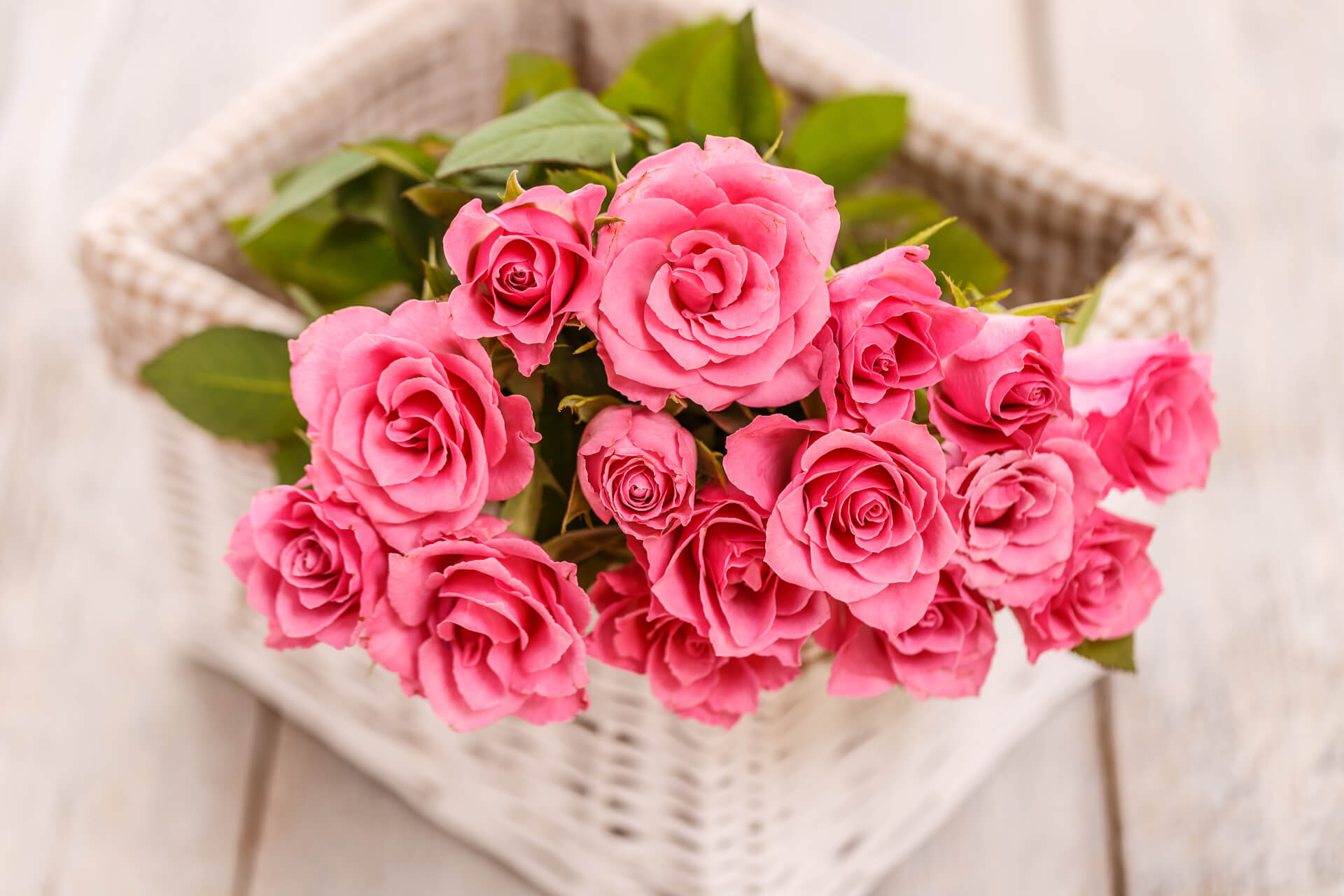 What do pink roses mean? Pink roses symbolism and history – RoseGift.co.uk